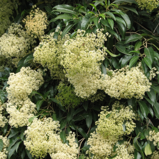 Nuxia Verticillata Plant Care & How to Grow, Water
