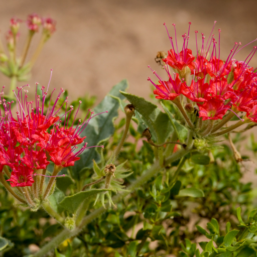 Devil's Bouquet (Nyctaginia Capitata) Plant Care & How to Grow, Water