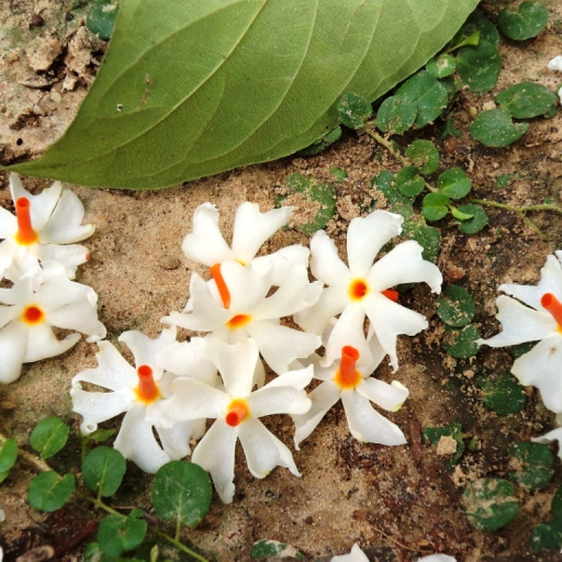 Parijat (Nyctanthes Arbor-tristis) Plant Care & How to Grow, Water