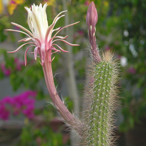 Snake Cactus (Nyctocereus Serpentinus) Plant Care & How to Grow, Water