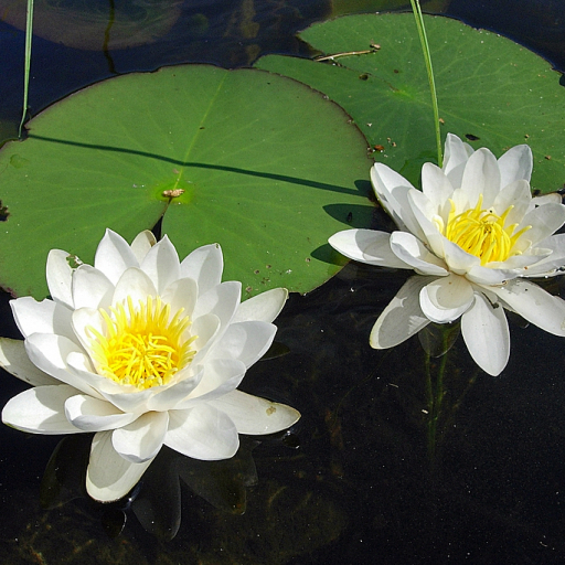 Shining Water Lily (Nymphaea Candida) Plant Care & How to Grow, Water