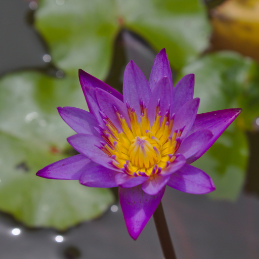 Nymphaea Capensis Plant Care & How to Grow, Water