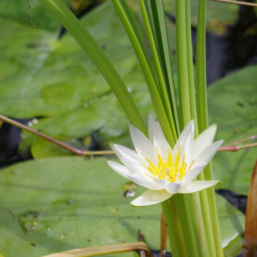 Blue Water-Lily (Nymphaea Elegans) Plant Care & How to Grow, Water