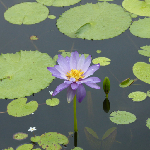 Giant Water Lily (Nymphaea Gigantea) Plant Care & How to Grow, Water