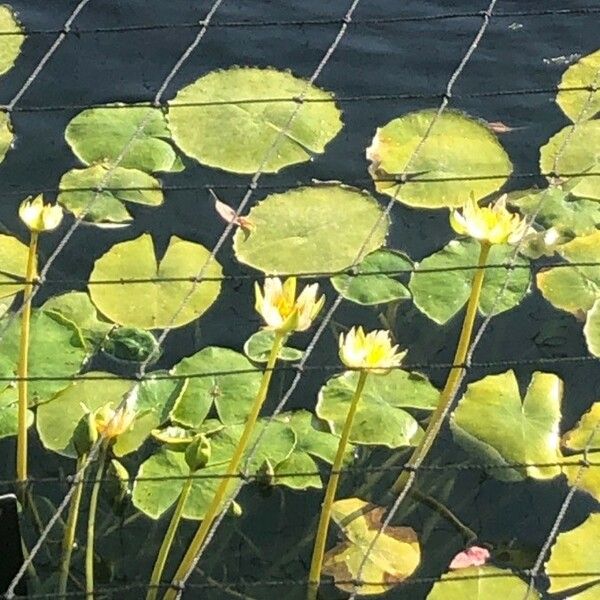 Nymphaea Gracilis Plant Care & How to Grow, Water