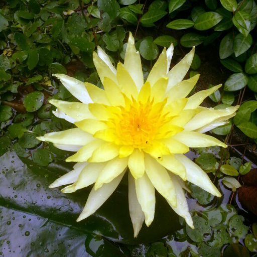 Yellow Waterlily (Nymphaea Mexicana) Plant Care & How to Grow, Water