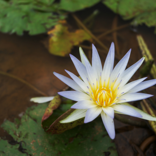Blue Water Lily (Nymphaea Nouchali) Plant Care & How to Grow, Water