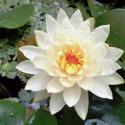 Fragrant Water-Lily (Nymphaea Odorata) Plant Care & How to Grow, Water