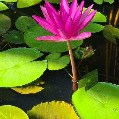 Red Indian Water Lily (Nymphaea Rubra) Plant Care & How to Grow, Water