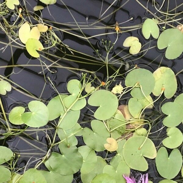 Yellow-flowered Snowflake (Nymphoides Aurantiaca) Plant Care & How to ...