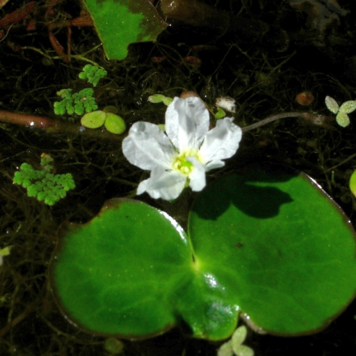Crested Floating-Heart (Nymphoides Hydrophylla) Plant Care & How to ...