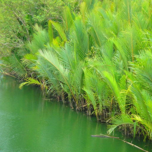 Nipa Palm (Nypa Fruticans) Plant Care & How to Grow, Water