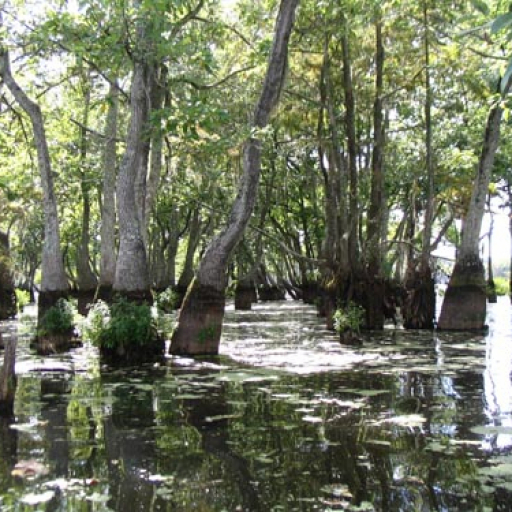 Water Tupelo (Nyssa Aquatica) Plant Care & How to Grow, Water