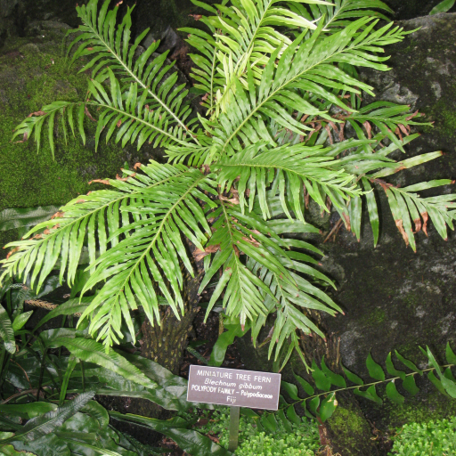 Dwarf Tree Fern (Oceaniopteris Gibba) Plant Care & How to Grow, Water