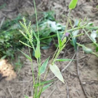 Ocellochloa Stolonifera Plant Care & How to Grow, Water