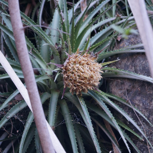 Ochagavia Litoralis Plant Care & How to Grow, Water