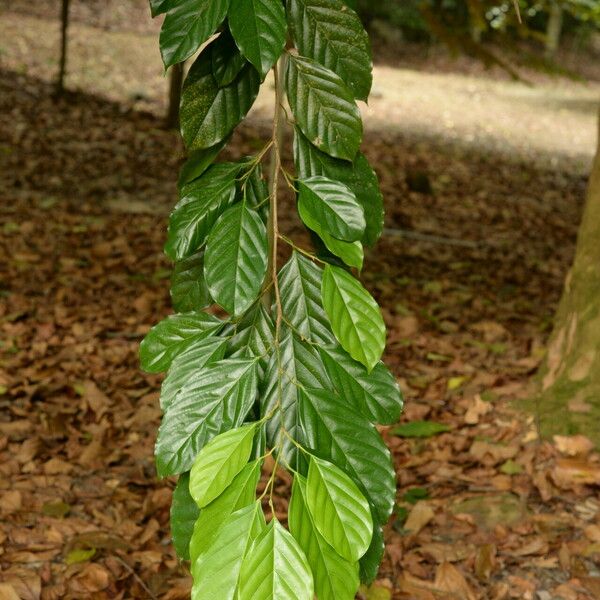 Petaling (Ochanostachys Amentacea) Care Guide: Water, Soil ...
