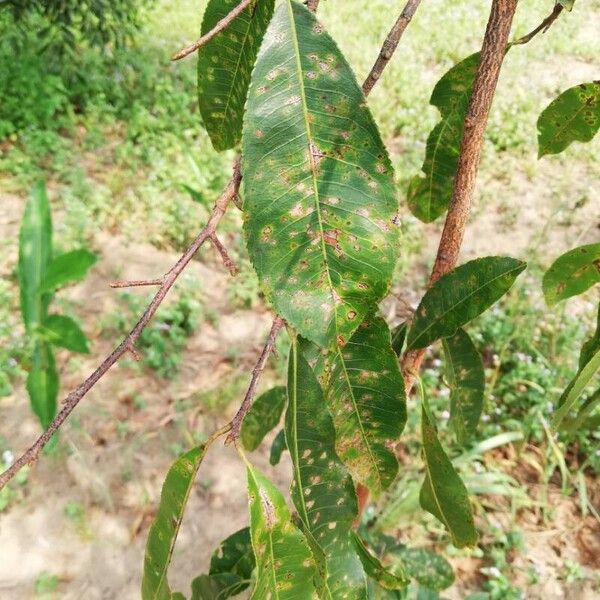 Ochna Afzelii Plant Care & How to Grow, Water