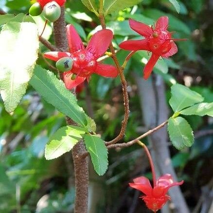 Large-Flowered Ochna (Ochna Atropurpurea) Plant Care & How to Grow, Water