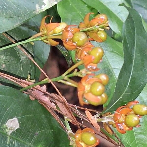 Ochna Membranacea Plant Care & How to Grow, Water