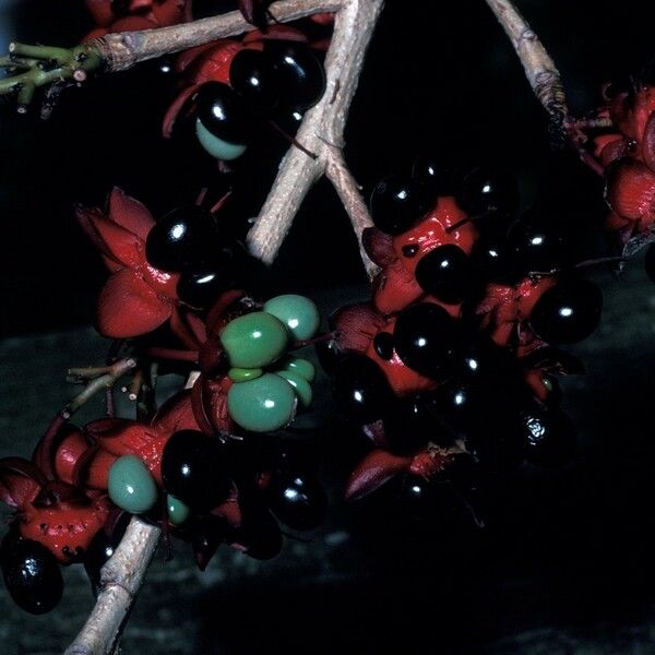 Ochna Mossambicensis Plant Care & How to Grow, Water