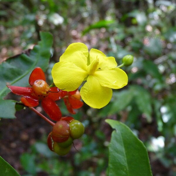 Ochna Multiflora Plant Care & How to Grow, Water