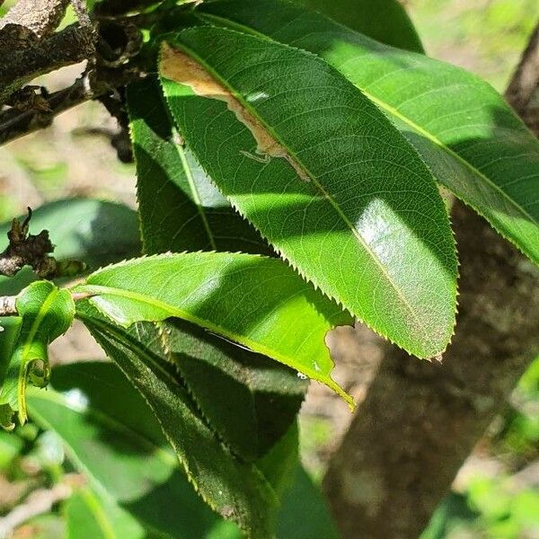 Ochna Ovata Plant Care & How to Grow, Water