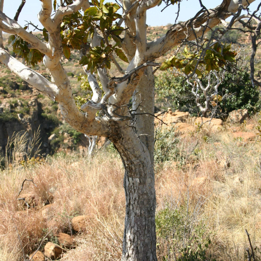 Mermaid Tree (Ochna Pulchra) Plant Care & How to Grow, Water
