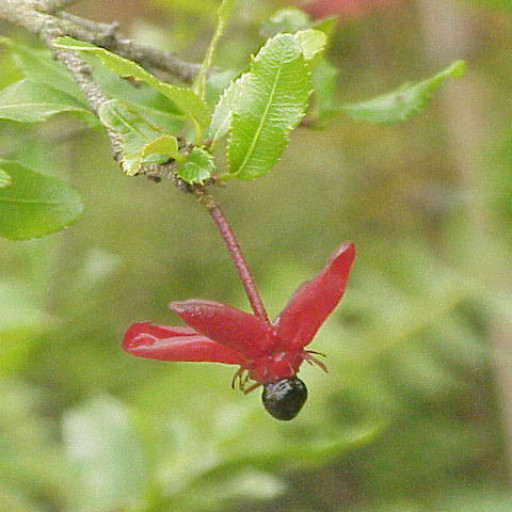 Mickey Mouse (Ochna Serrulata) Plant Care & How to Grow, Water