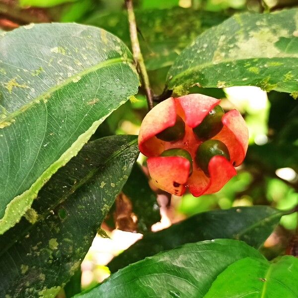 Ochna Staudtii Care Guide: Water, Soil & Propagation - Plantiary