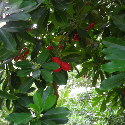 Pokosola (Ochrosia Elliptica) Plant Care & How to Grow, Water