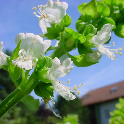 Wild Basil (Ocimum Americanum) Plant Care & How to Grow, Water