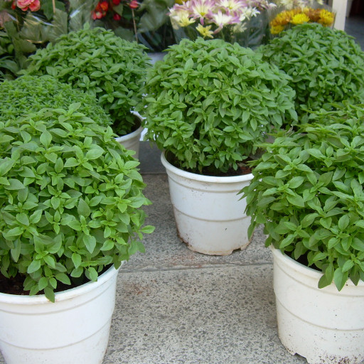 Basil (Ocimum Basilicum) Plant Care & How to Grow, Water