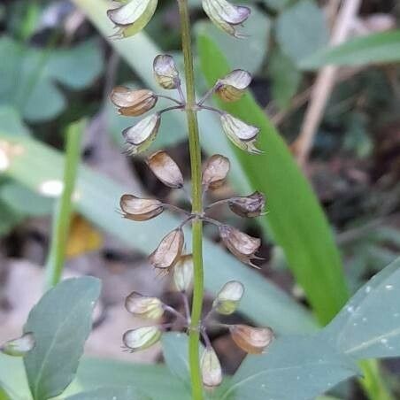 Ocimum Carnosum Plant Care & How to Grow, Water