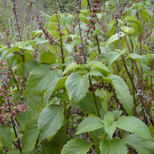 Mangrove (Rhizophora Apiculata) Plant Care & How to Grow, Water