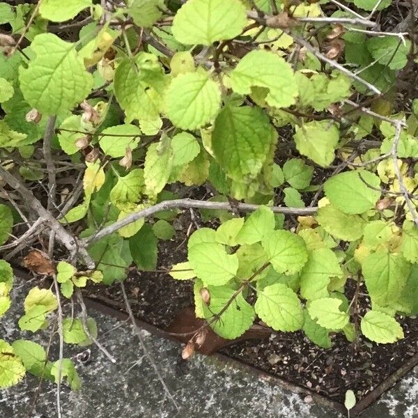 Large Shellbush (Ocimum Labiatum) Plant Care & How to Grow, Water