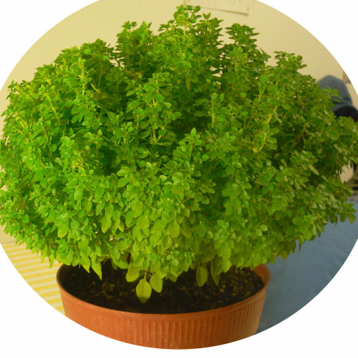Bush Basil (Ocimum Minimum) Care Guide: Water, Soil & Propagation ...
