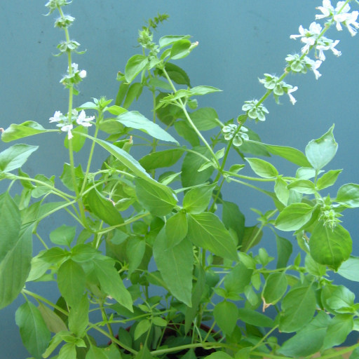Ocimum X Africanum Plant Care & How to Grow, Water