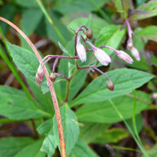 Whorled Wood Aster (Oclemena Acuminata) Plant Care & How to Grow, Water