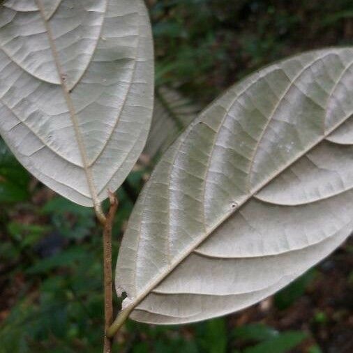 Ocotea Argyrophylla Care Guide: Water, Soil & Propagation - Plantiary