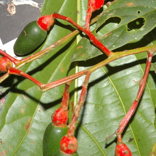 Ocotea Atirrensis Plant Care & How to Grow, Water