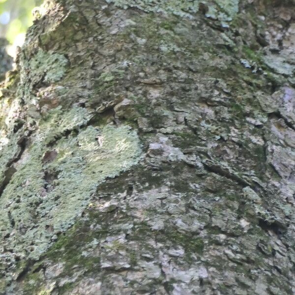 Stinkwood (Ocotea Bullata) Plant Care & How to Grow, Water