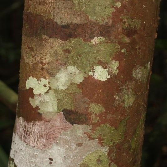 Ocotea Ceanothifolia Care Guide: Water, Soil & Propagation - Plantiary