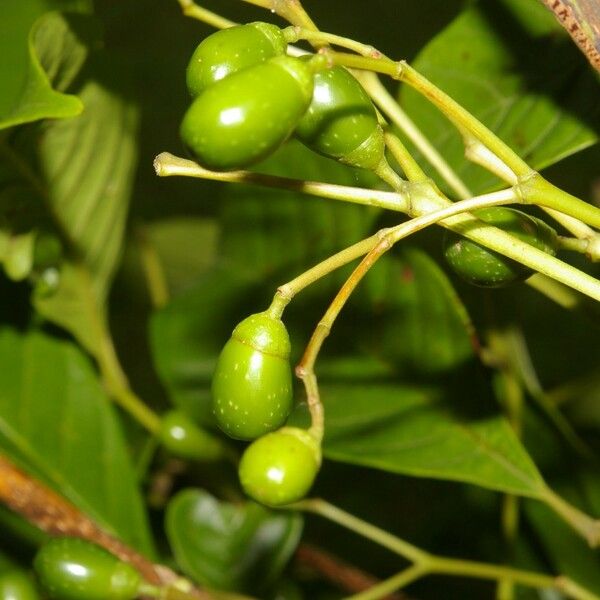 Ocotea Cernua Plant Care & How to Grow, Water