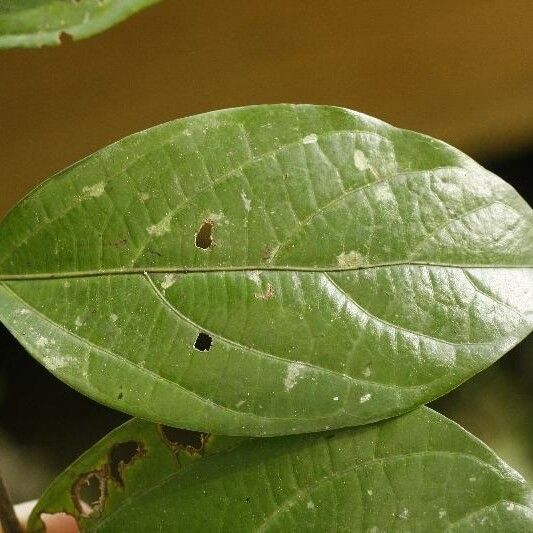 Ocotea Cinerea Care Guide: Water, Soil & Propagation - Plantiary