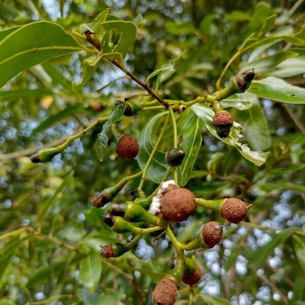 Ocotea Diospyrifolia Plant Care & How to Grow, Water