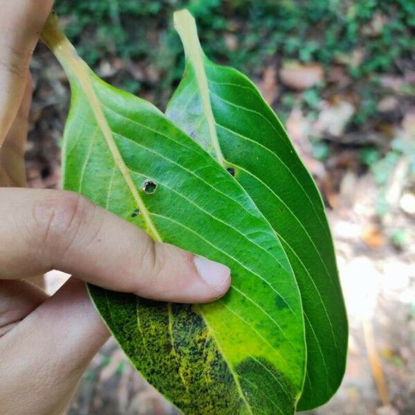 Ocotea Glaucosericea Care Guide: Water, Soil & Propagation - Plantiary