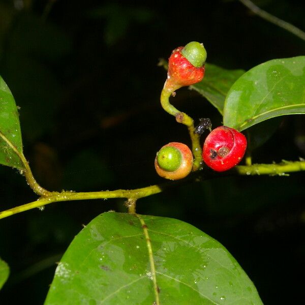 Ocotea Leptobotra Plant Care & How to Grow, Water