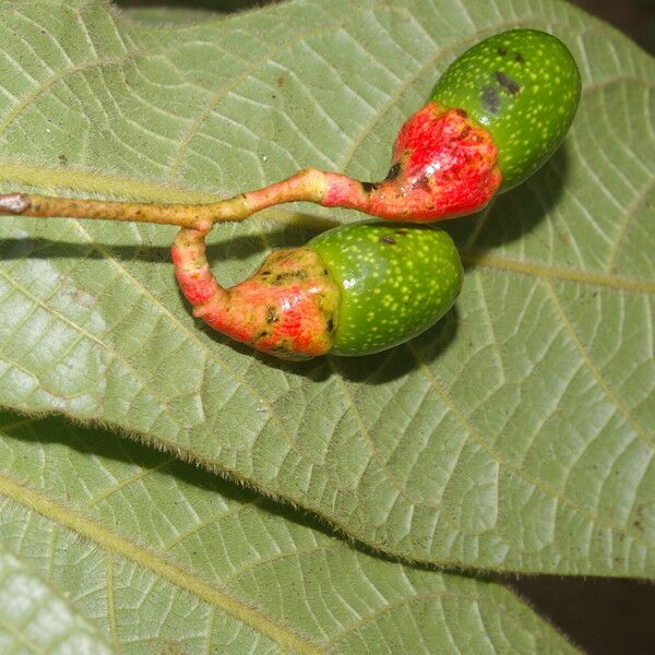 Ocotea Macrophylla Care Guide: Water, Soil & Propagation - Plantiary