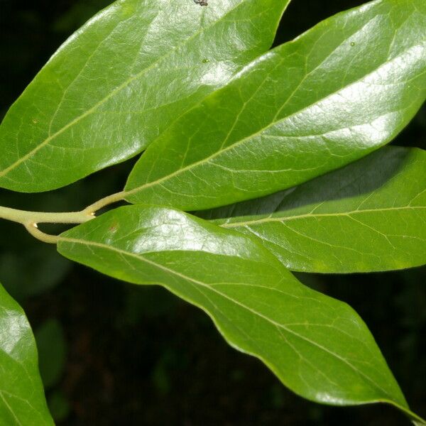 Ocotea Mollicella Care Guide: Water, Soil & Propagation - Plantiary